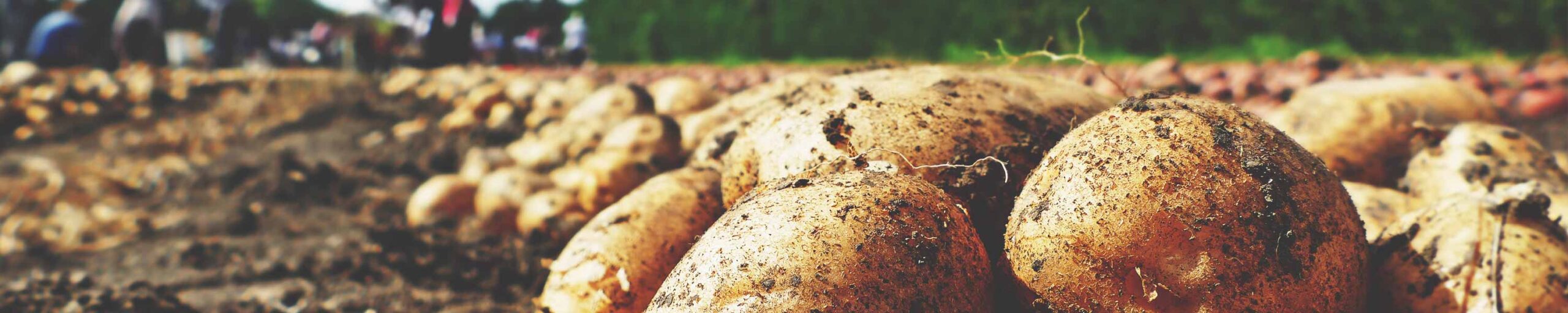 Products - Fylde Fresh & Fabulous