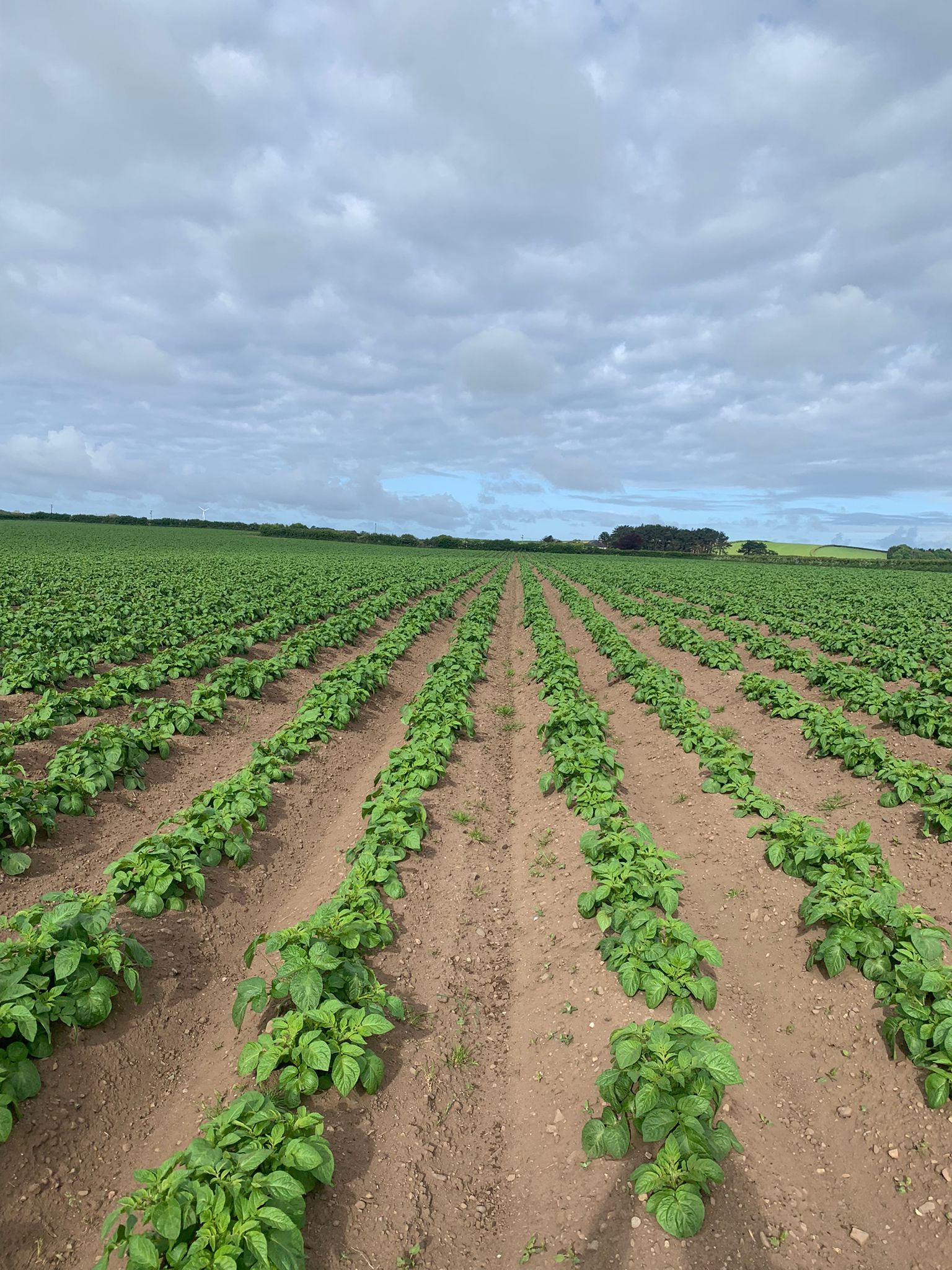 Early Crop Accord - Fylde Fresh & Fabulous